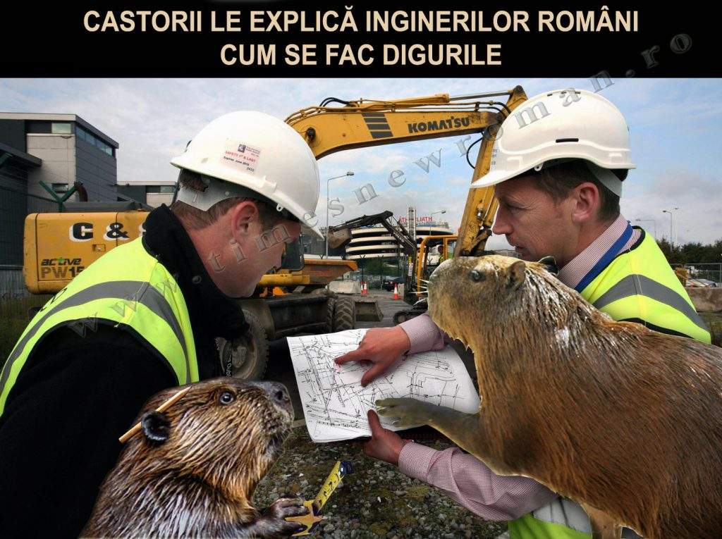 Digurile şi barajele de pe Siret vor fi reconstruite de castori ...